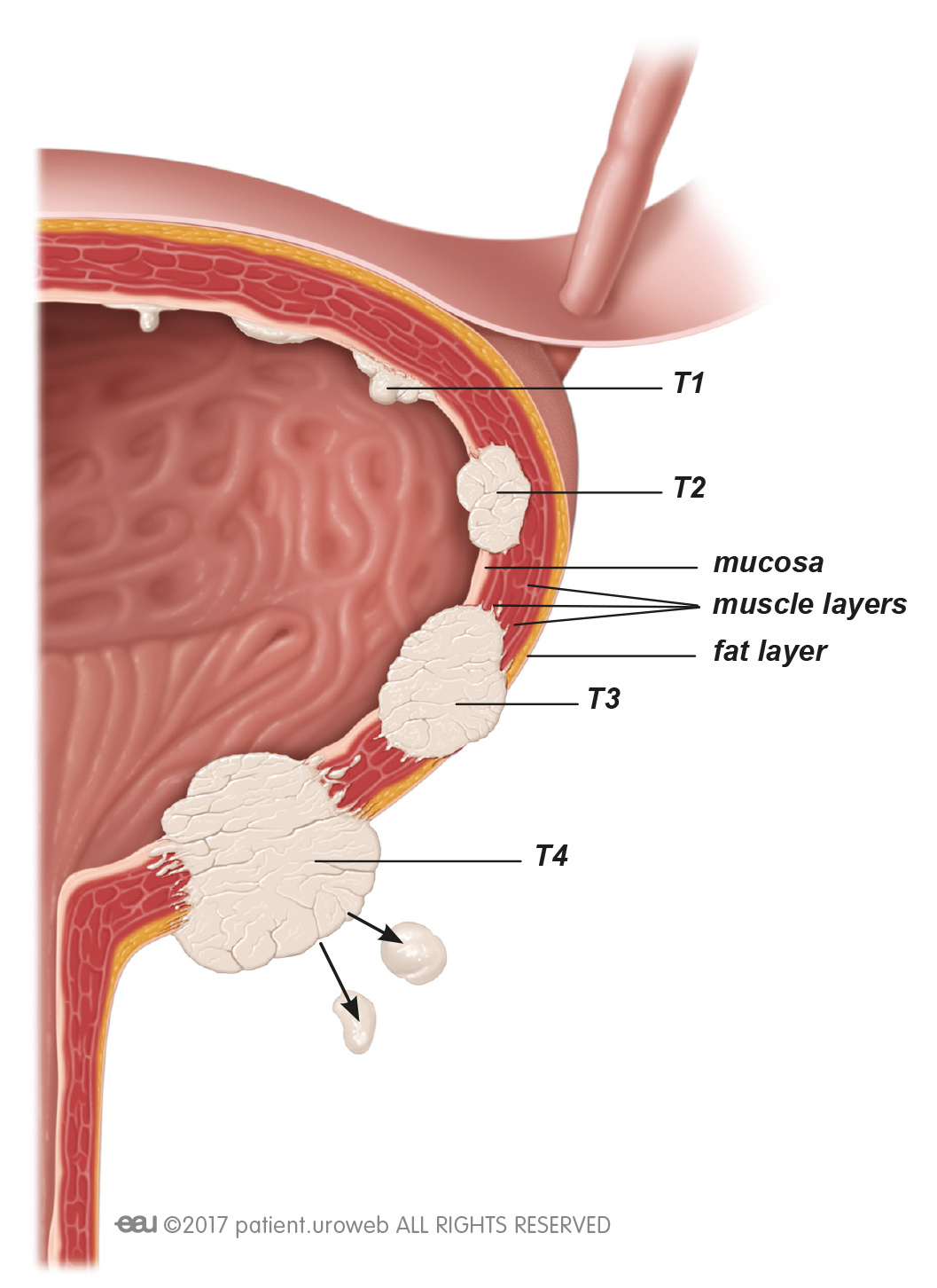 bladder anatomy layers
