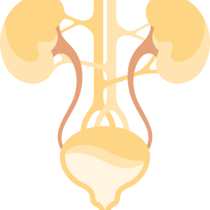 I want to know about ureterocele - Uroweb - Patient Information