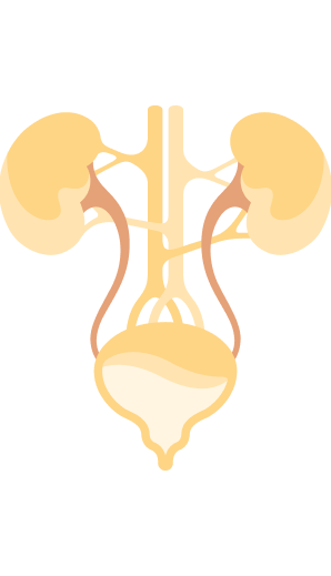 Duplex congenital malformations of the urinary tract - Patient Information